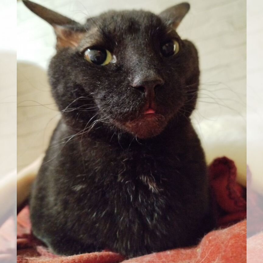 Донской сфинкс, взрослый кот