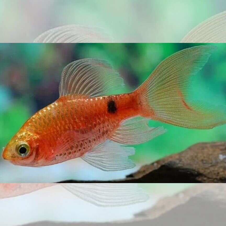 Аквариумные рыбки бaрбуcы oгненые вуалевые