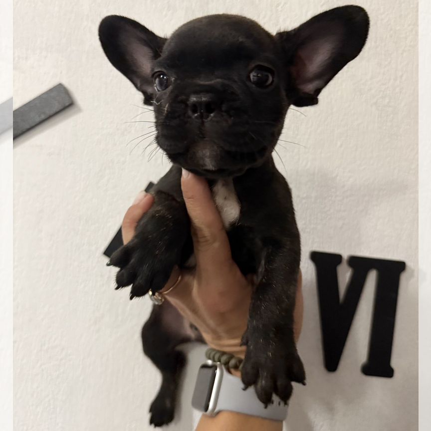 Французский бульдог, щенок