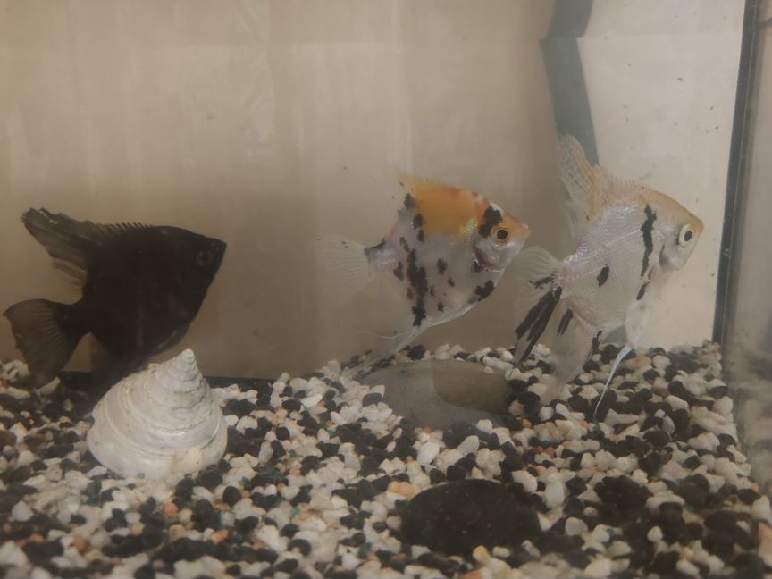 Отдам бесплатно рыбок