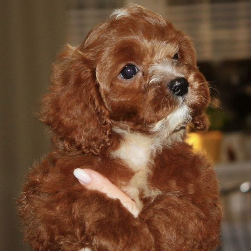 Кавапу, щенок