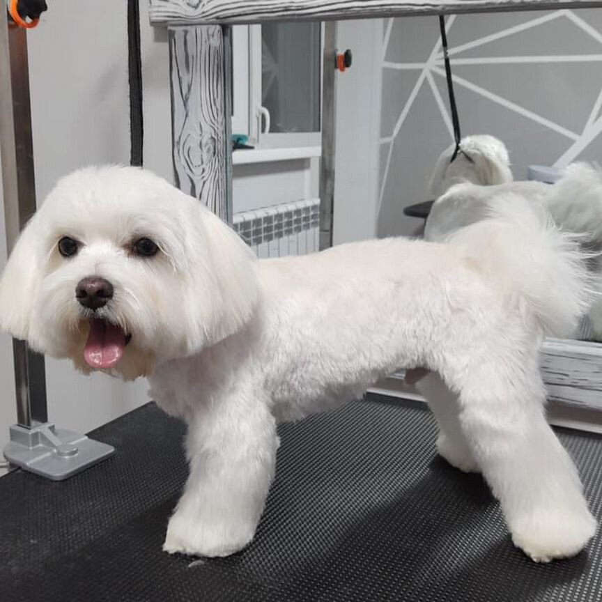 Мальтийская болонка мальчик