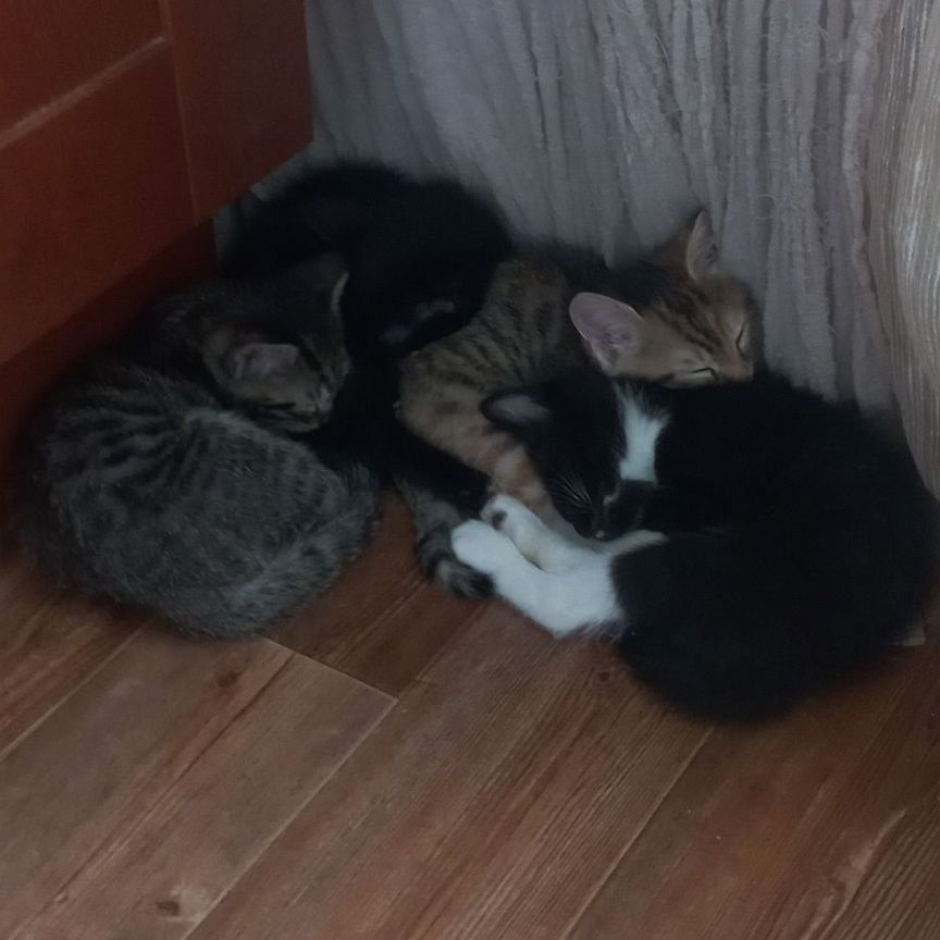 Котёнок в добрые руки