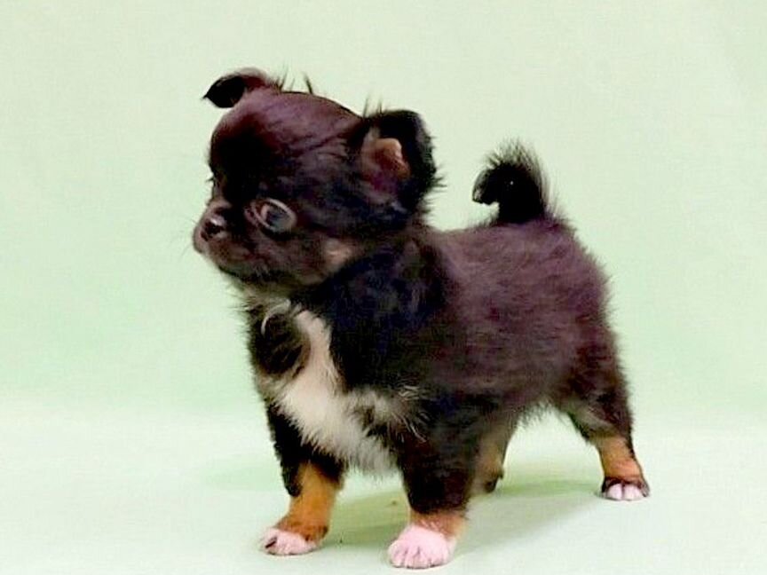 Девочка 2,5 месяца дл/ш