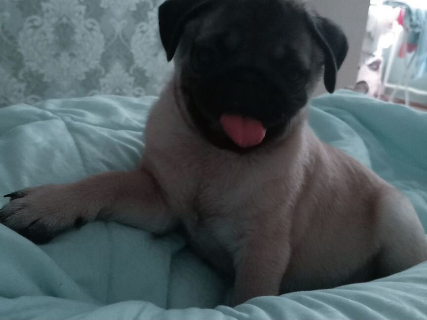 Щенки мопса мальчик