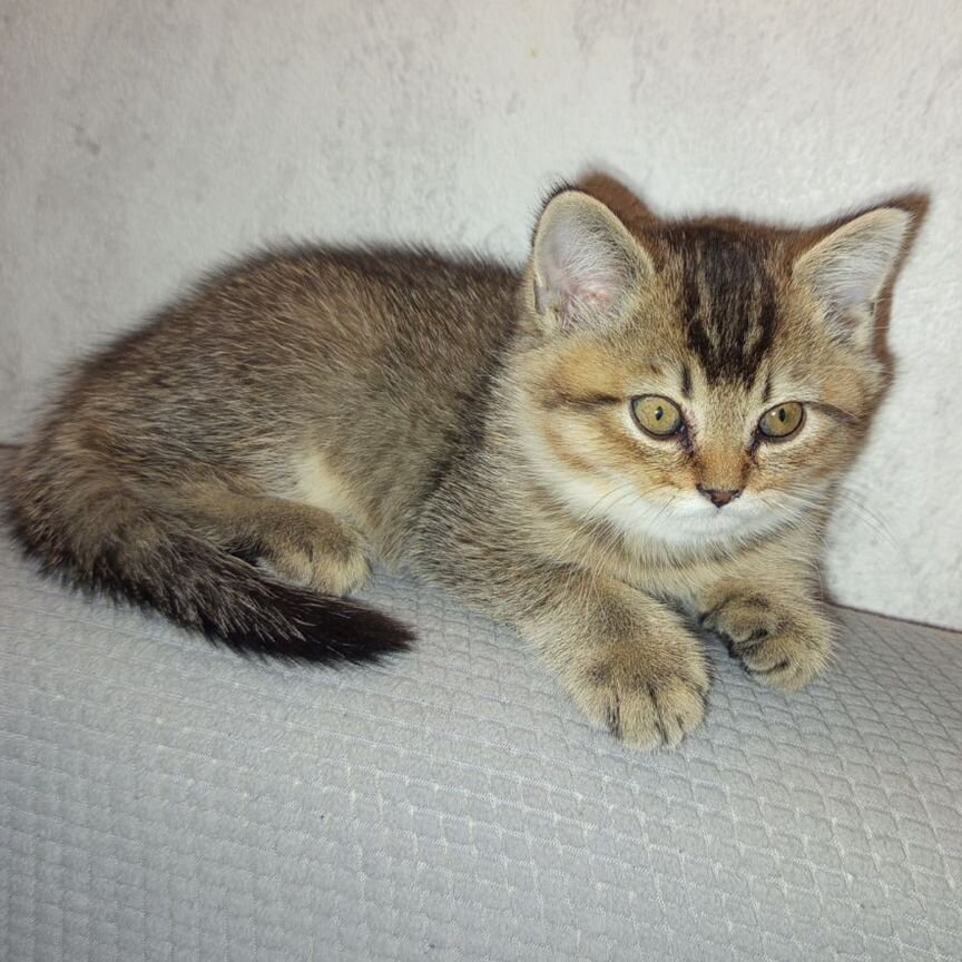 Шотландский вислоухий длинношёрстный котёнок