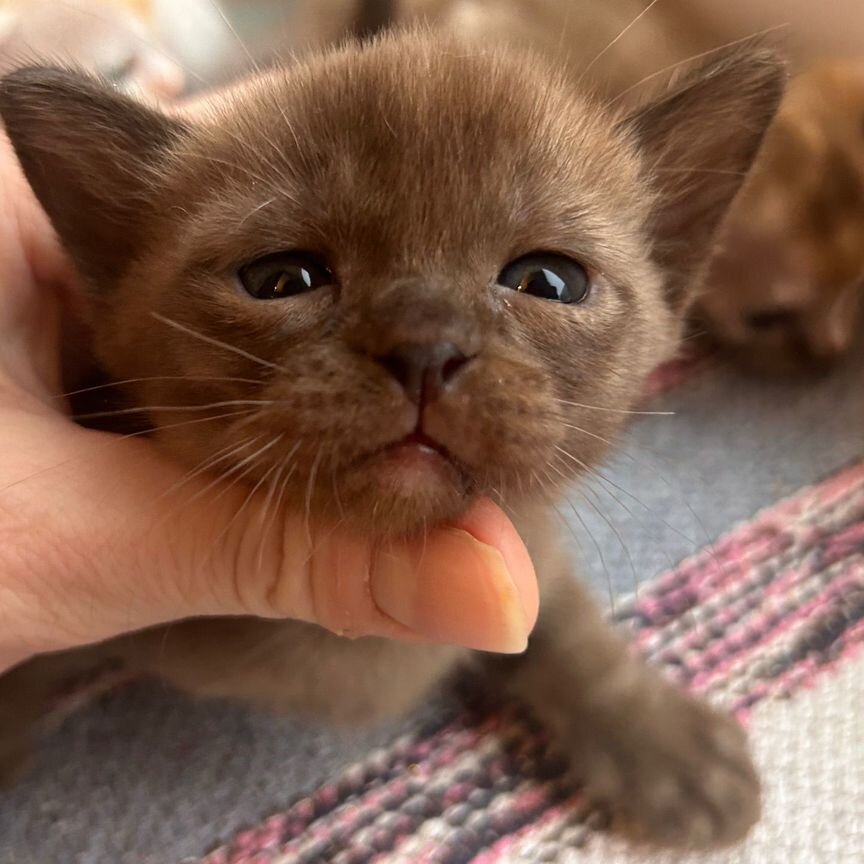 Котята бурма бурманские соболь