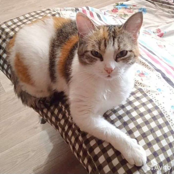 Ласковая и преданная кошка Маргоша ищет дом