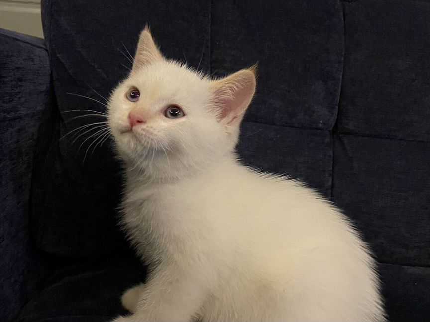 Шотладский котенок крем пойнт