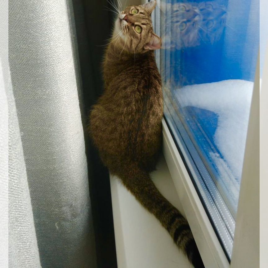 Кошечка София в добрые руки