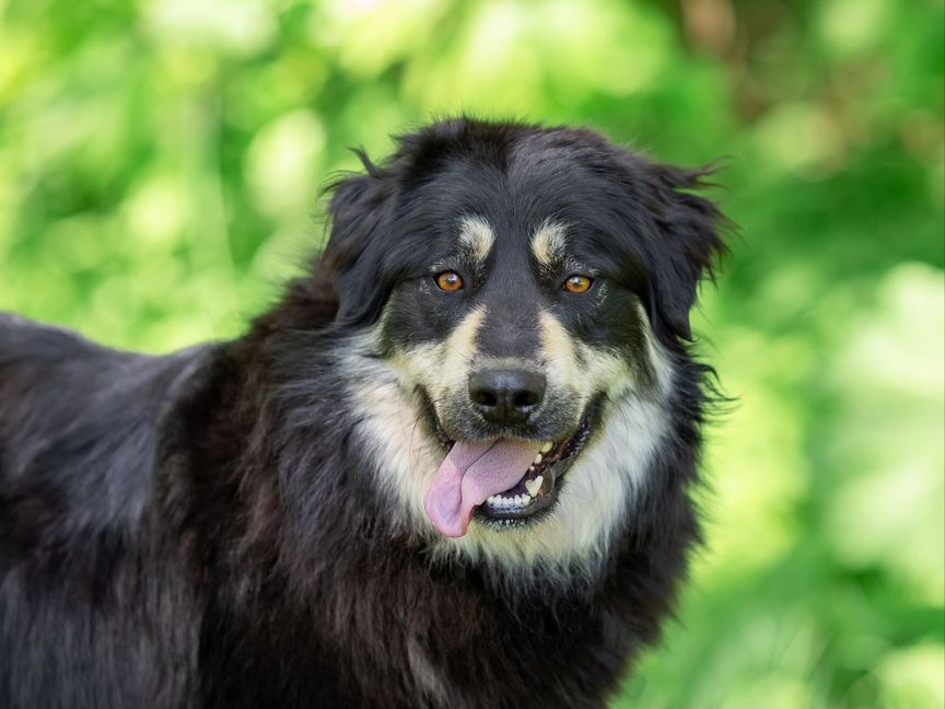 Бредли похож на метиса ньюфаундленда