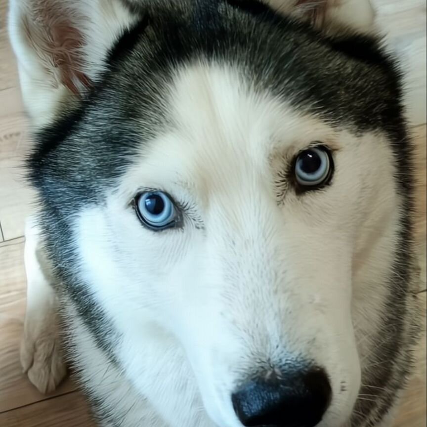 Сибирский хаски, взрослый пёс