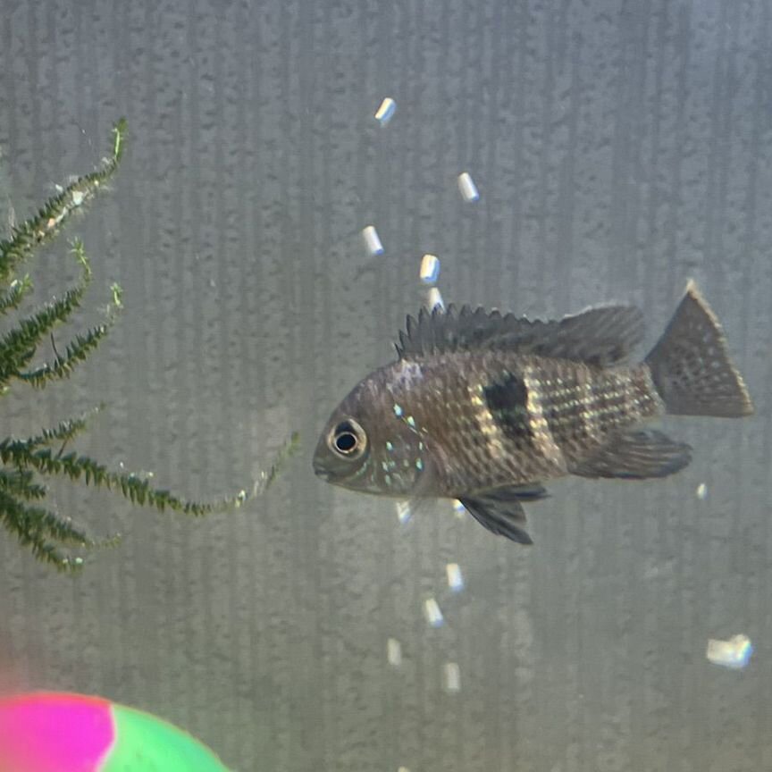 Продам двух акар бирюзовых