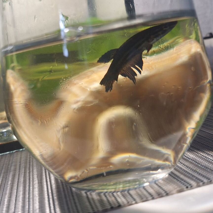 Рыба самка Петушка