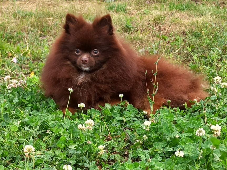 Померанский шпиц мини