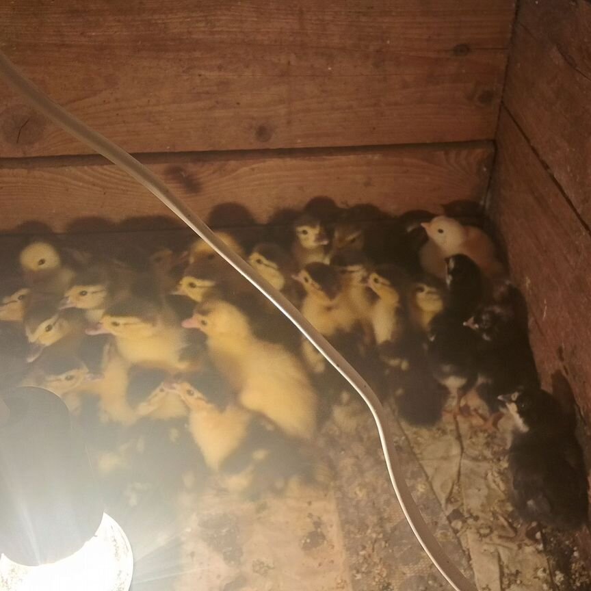 Утята маленькие
