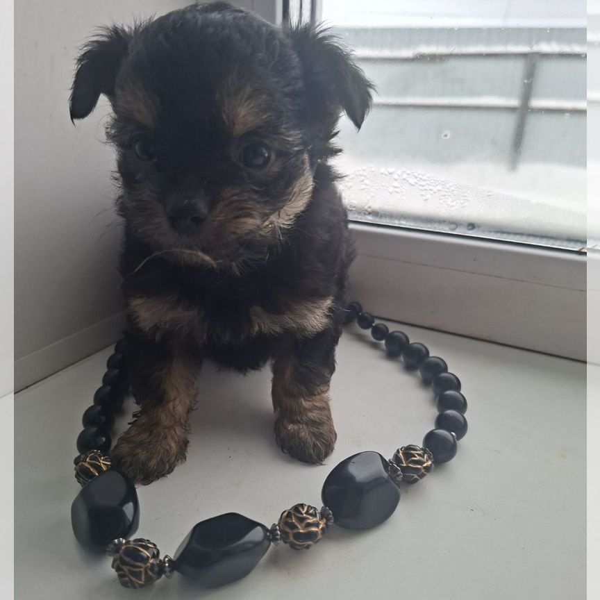 Йоркширский терьер, щенок