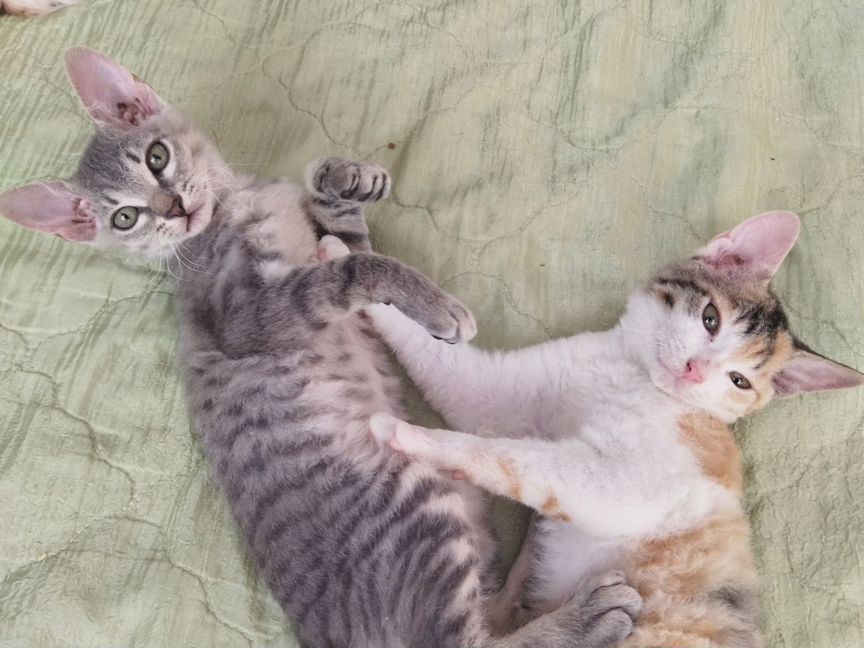 Кошка в дар бесплатно