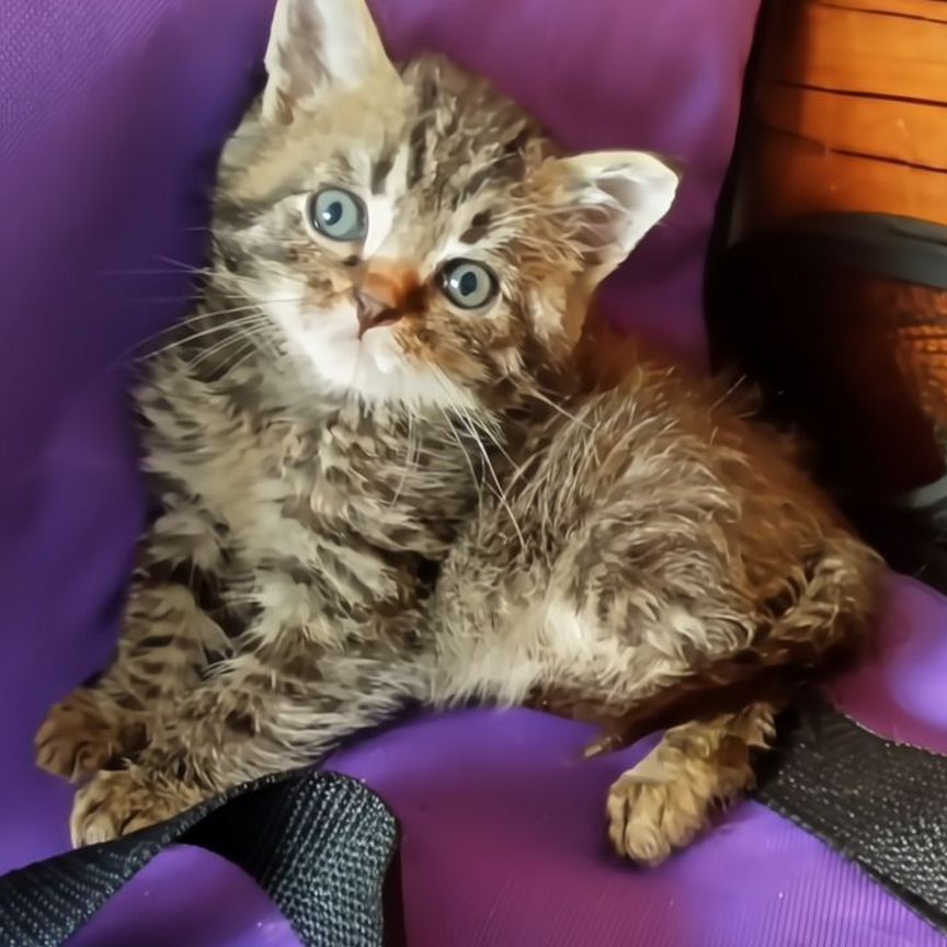Шотландский прямоухий короткошёрстный котёнок