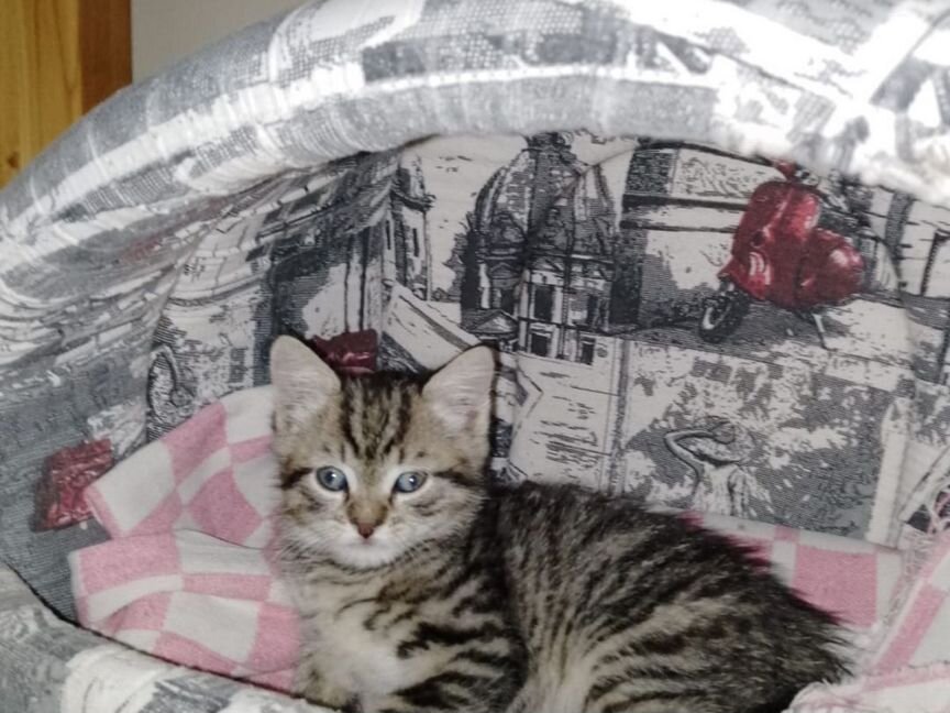 Котик