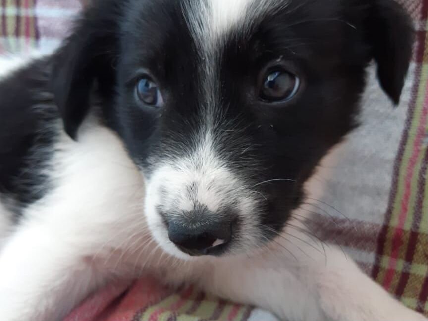 Щенок в добрые руки