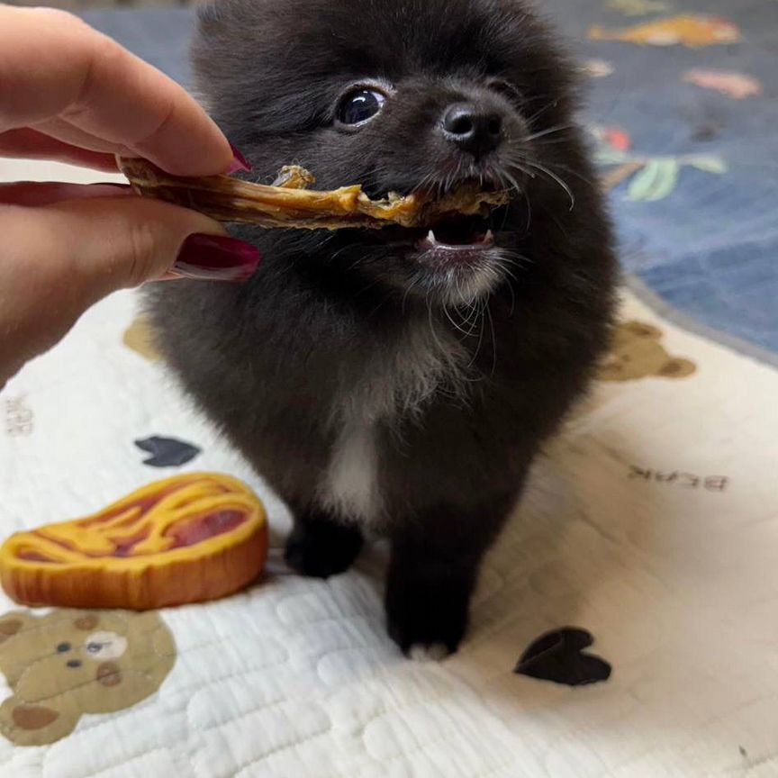 Померанский шпиц, щенок
