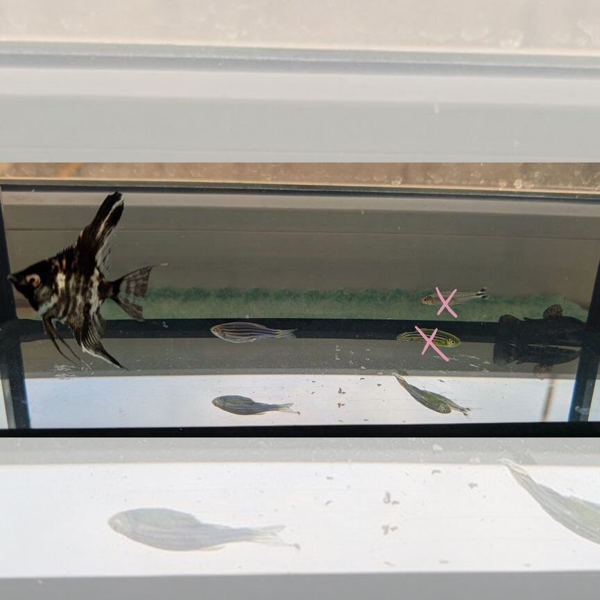 Аквариумные рыбки