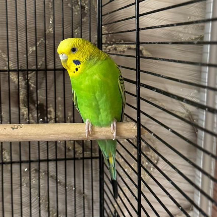 Волнистый попугай