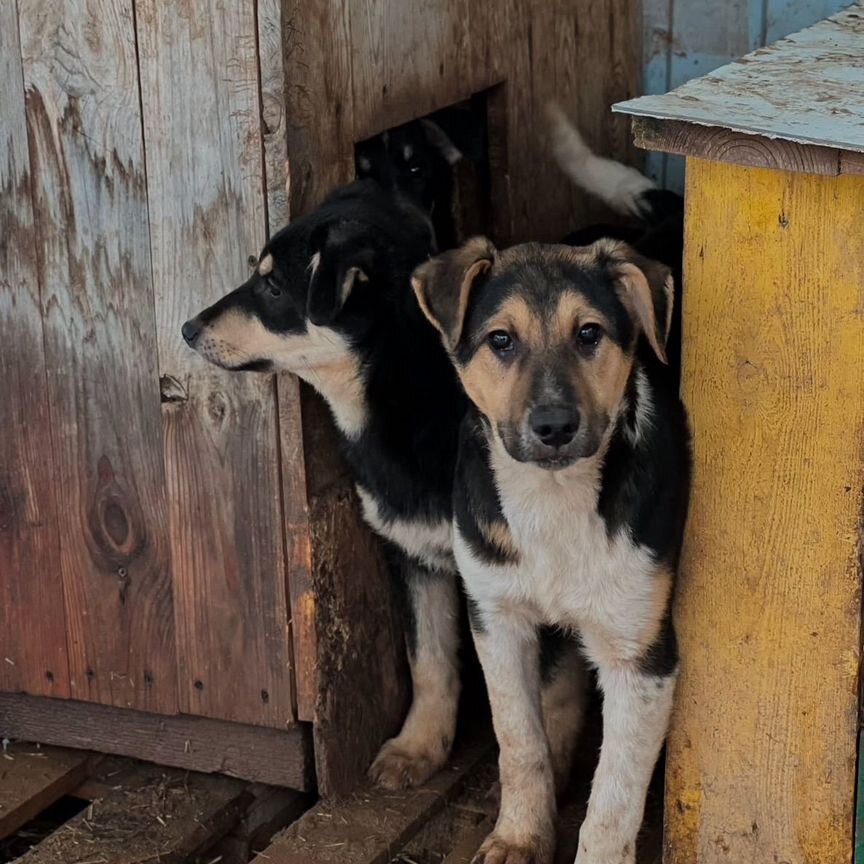 Щенки в добрые руки