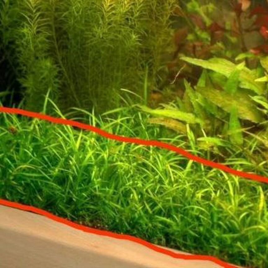 Эхинодорус Нежный