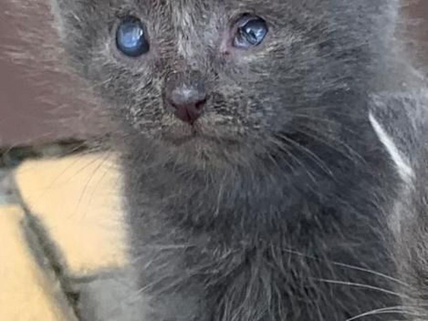 Котенок Слепыш