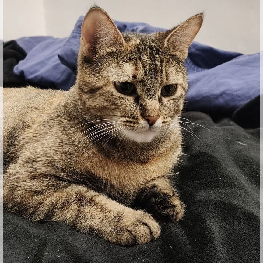 Взрослая кошка в добрые руки