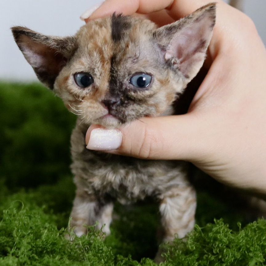 Девон-рекс котёнок