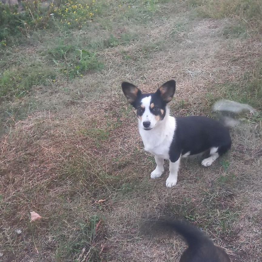 Ищу хозяина двум собачкам-сестренкам