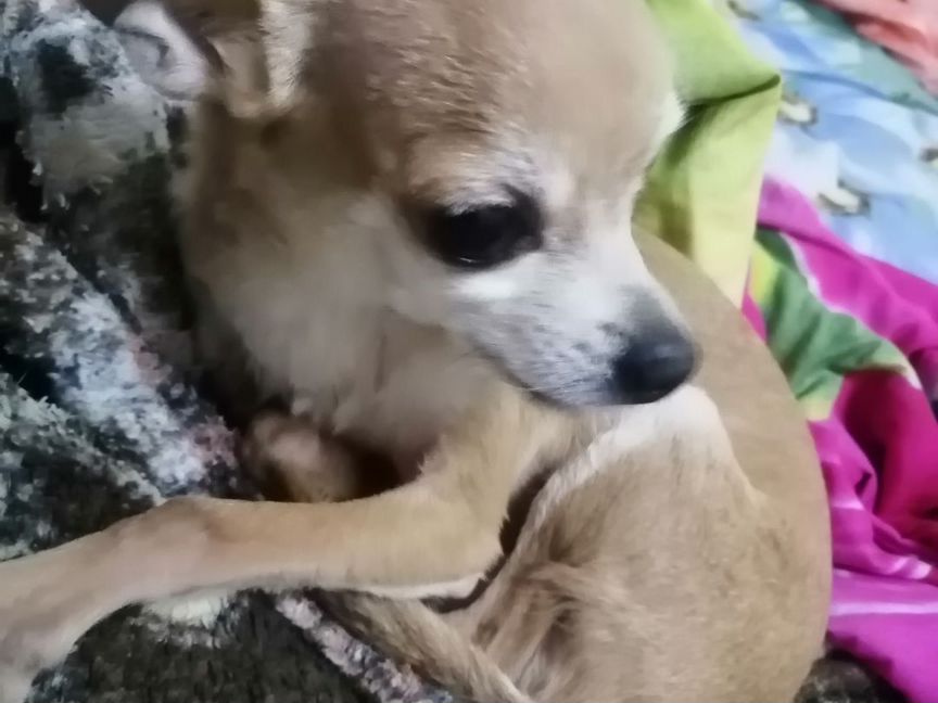 Вязка собак тойчик