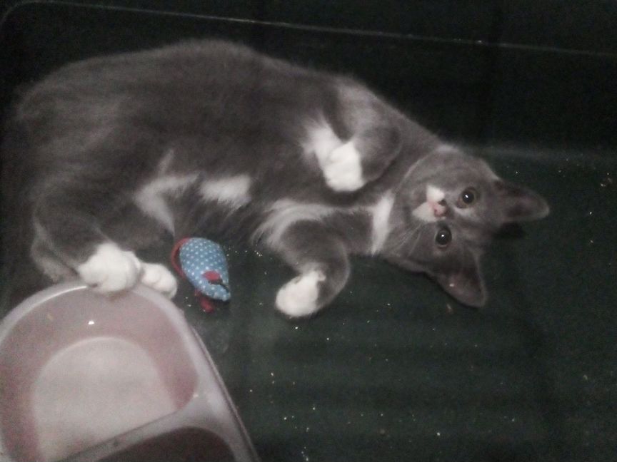 Кошечка в добрые руки ищет дом