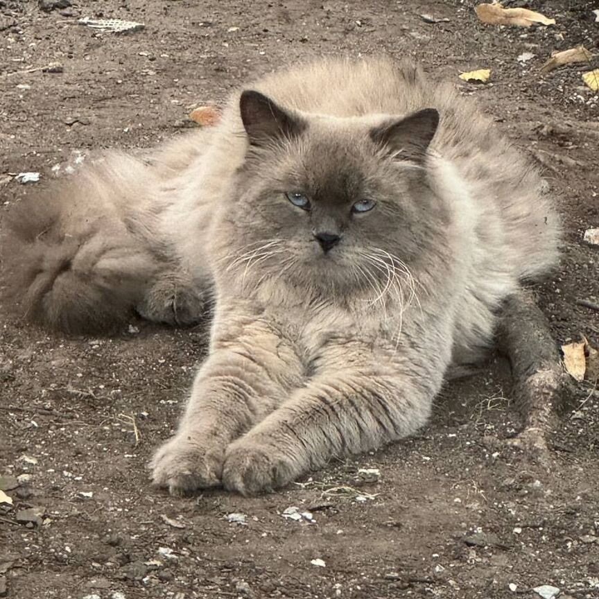 Бездомный кот Самсон в поисках дома