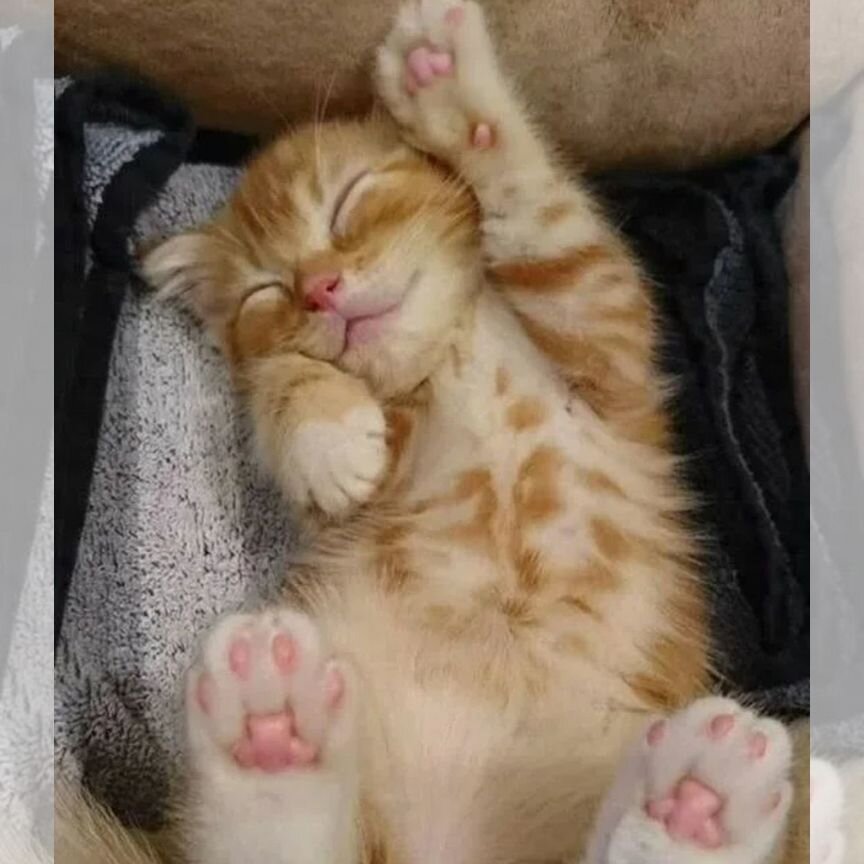 Мальчик котенок светло- рыжий умный