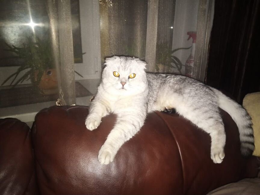 Шотландский кот на вязку