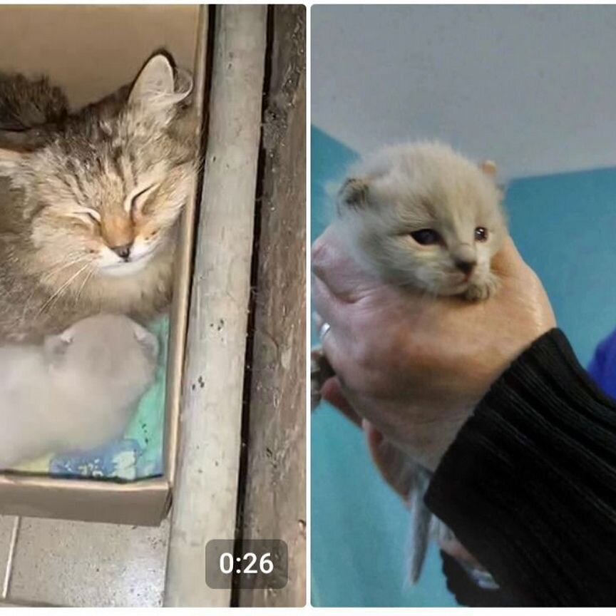 Кошечка с котёнком 2 недели