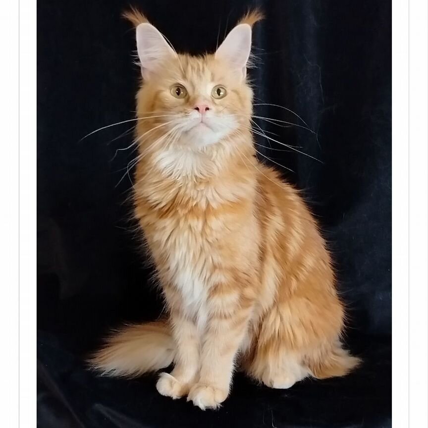 Кошка Мейн кун