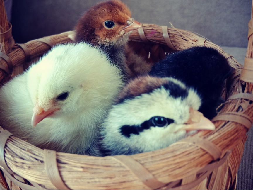 Продаются цыплята