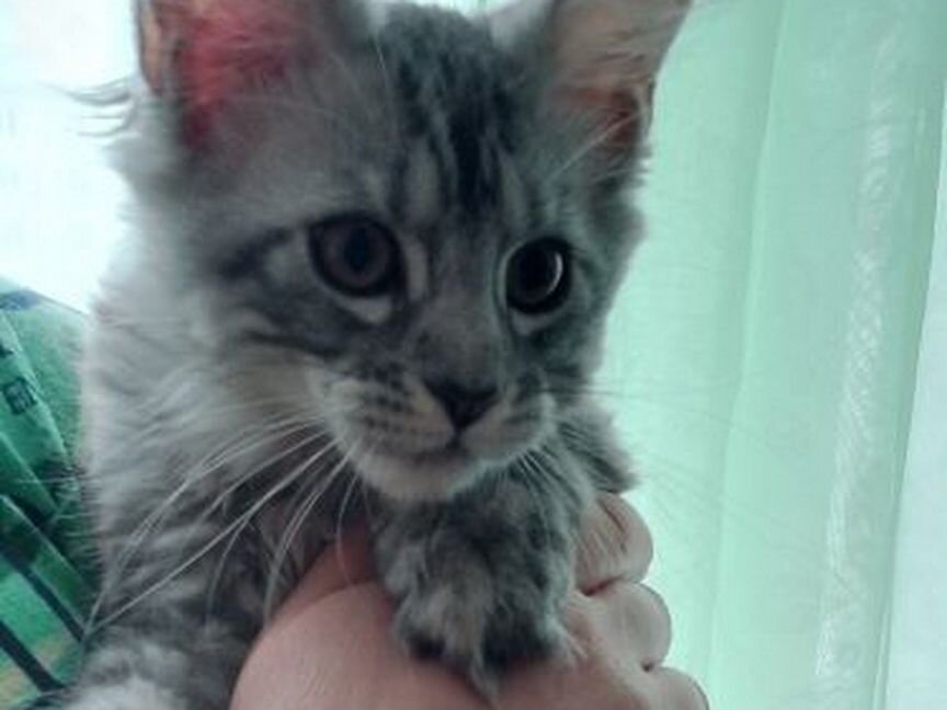 Котята мейн-кун, родились 20.12.23