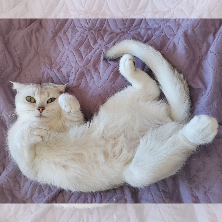 Кошка для вязки шотландка