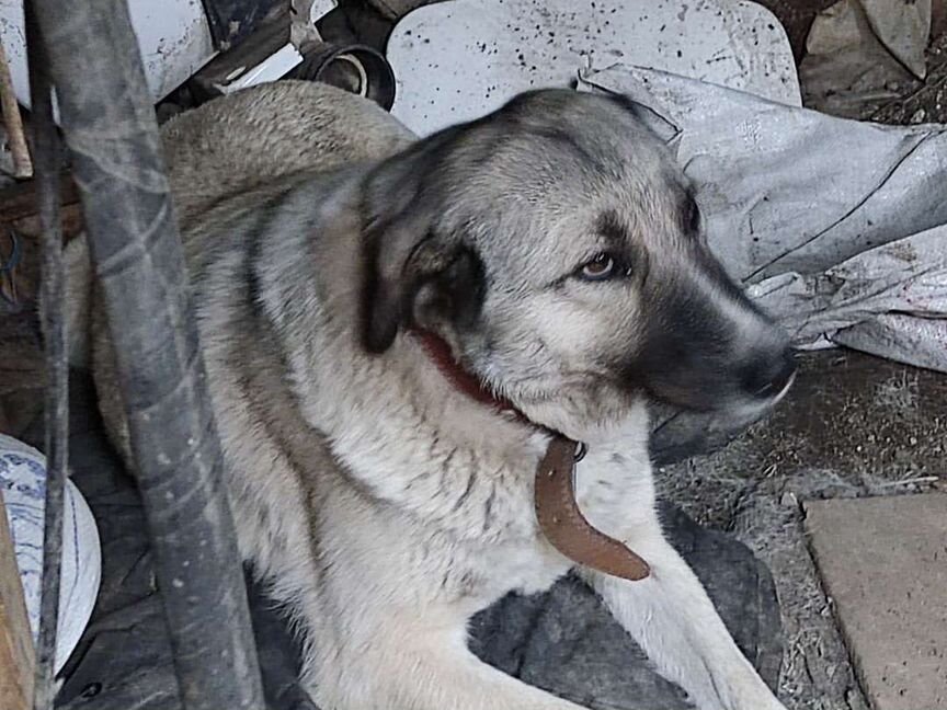 Алабай в добрые руки