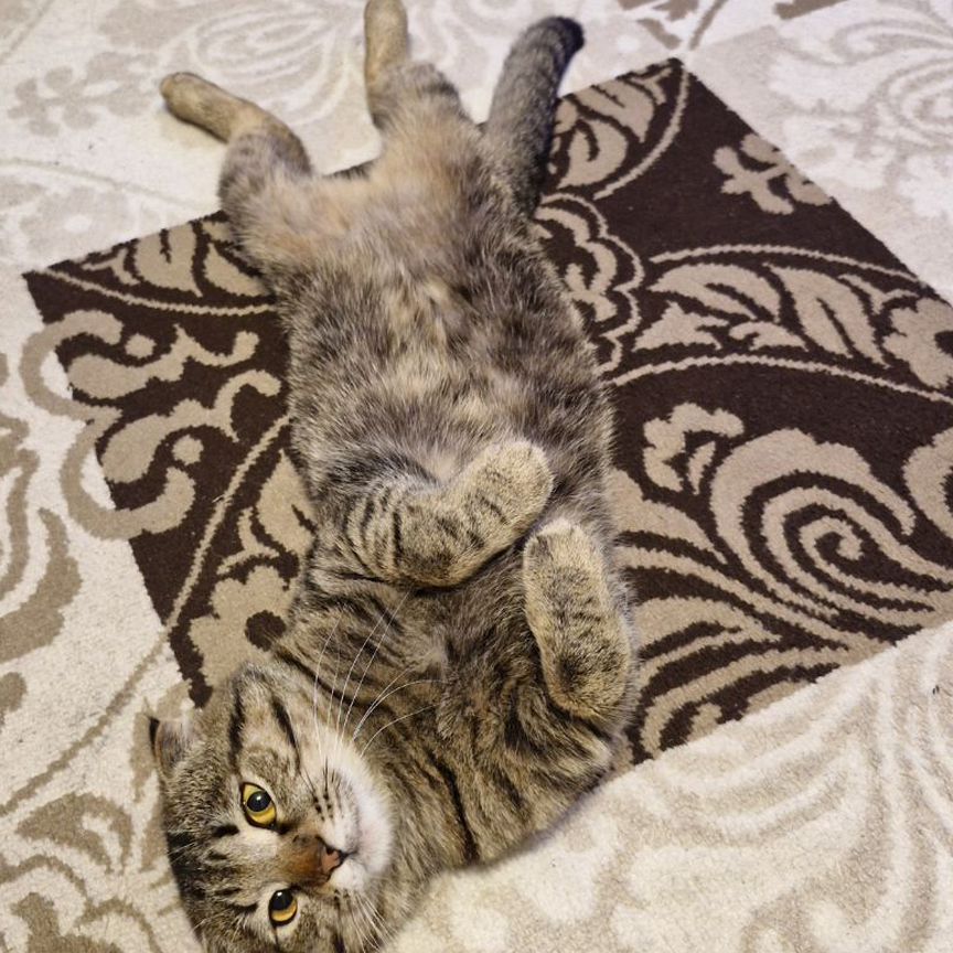 Ищем невесту вислоухий мальчик