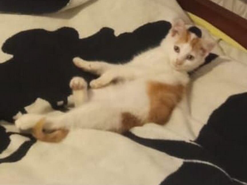 Кошка в дар бесплатно