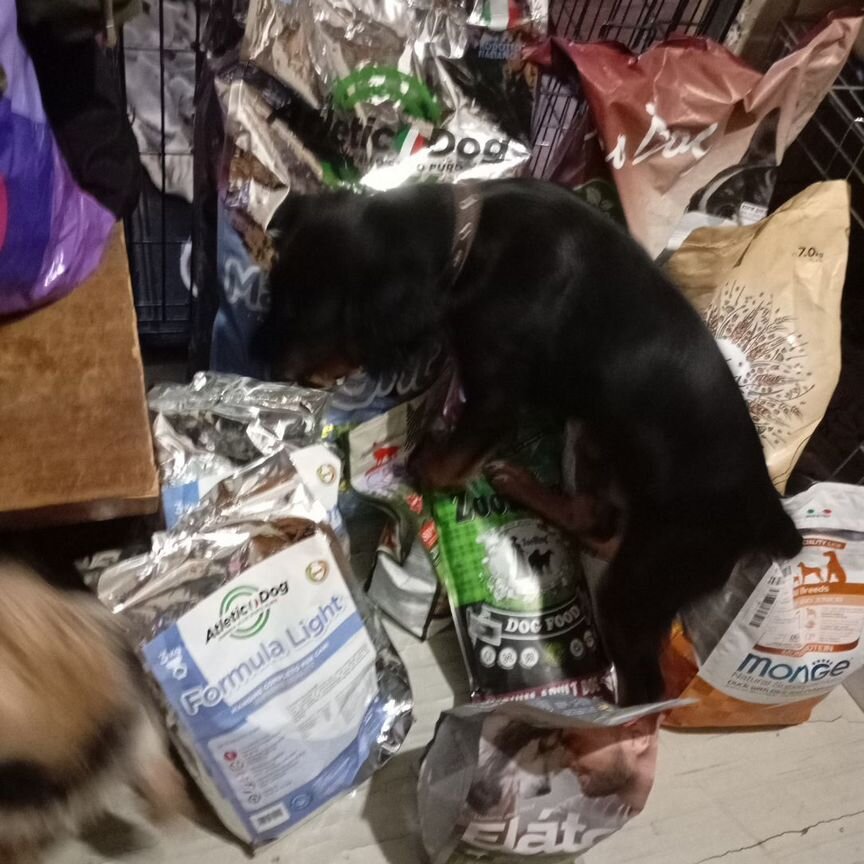 Собака в добрые руки