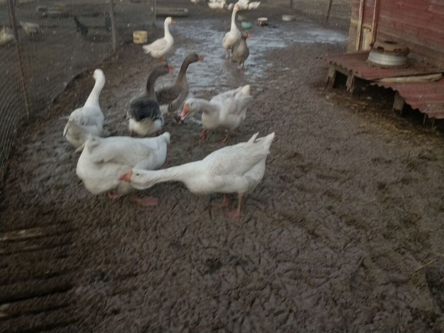 Гусь яйцо инкубационное