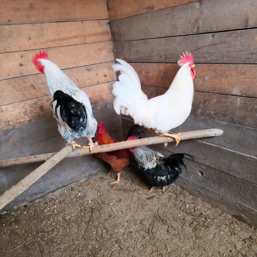 Куры петухи